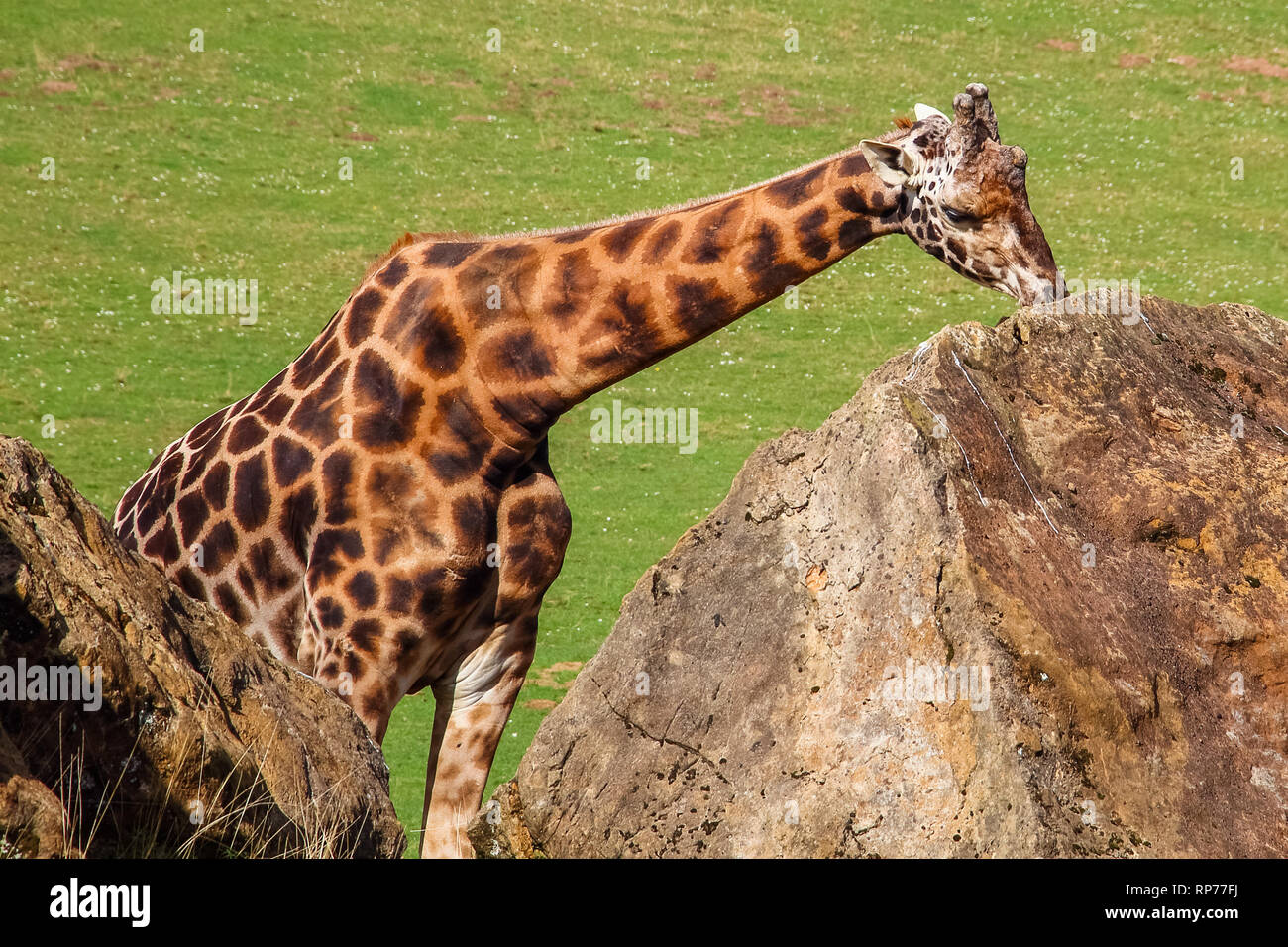 Giraffe (Giraffa camelopardalis) sucks the rock to obtain vitamins and ...