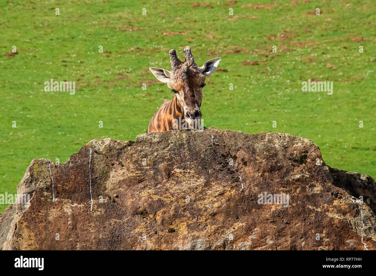 Giraffe (Giraffa camelopardalis) sucks the rock to obtain vitamins and ...