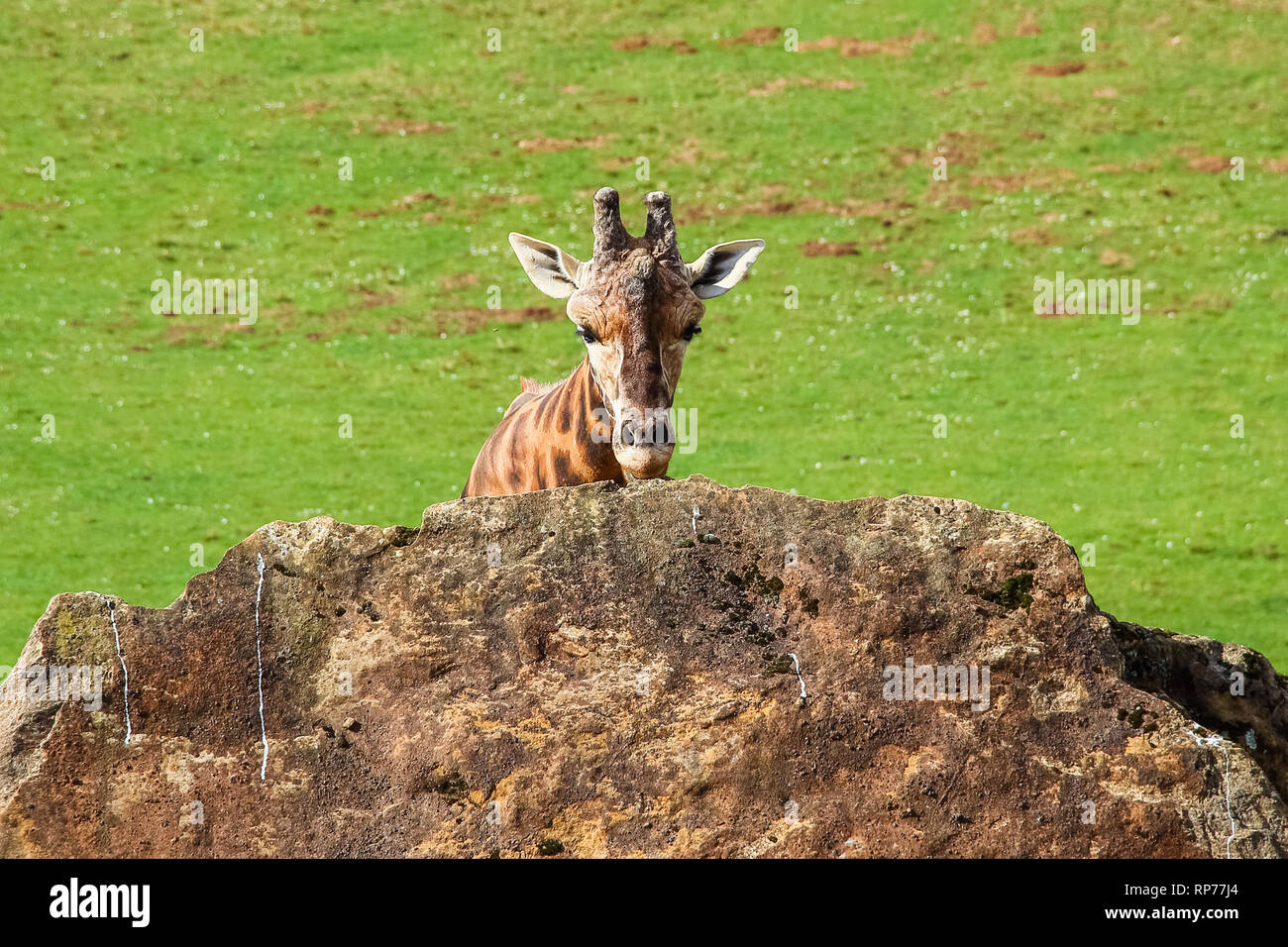 Giraffe (Giraffa camelopardalis) sucks the rock to obtain vitamins and ...