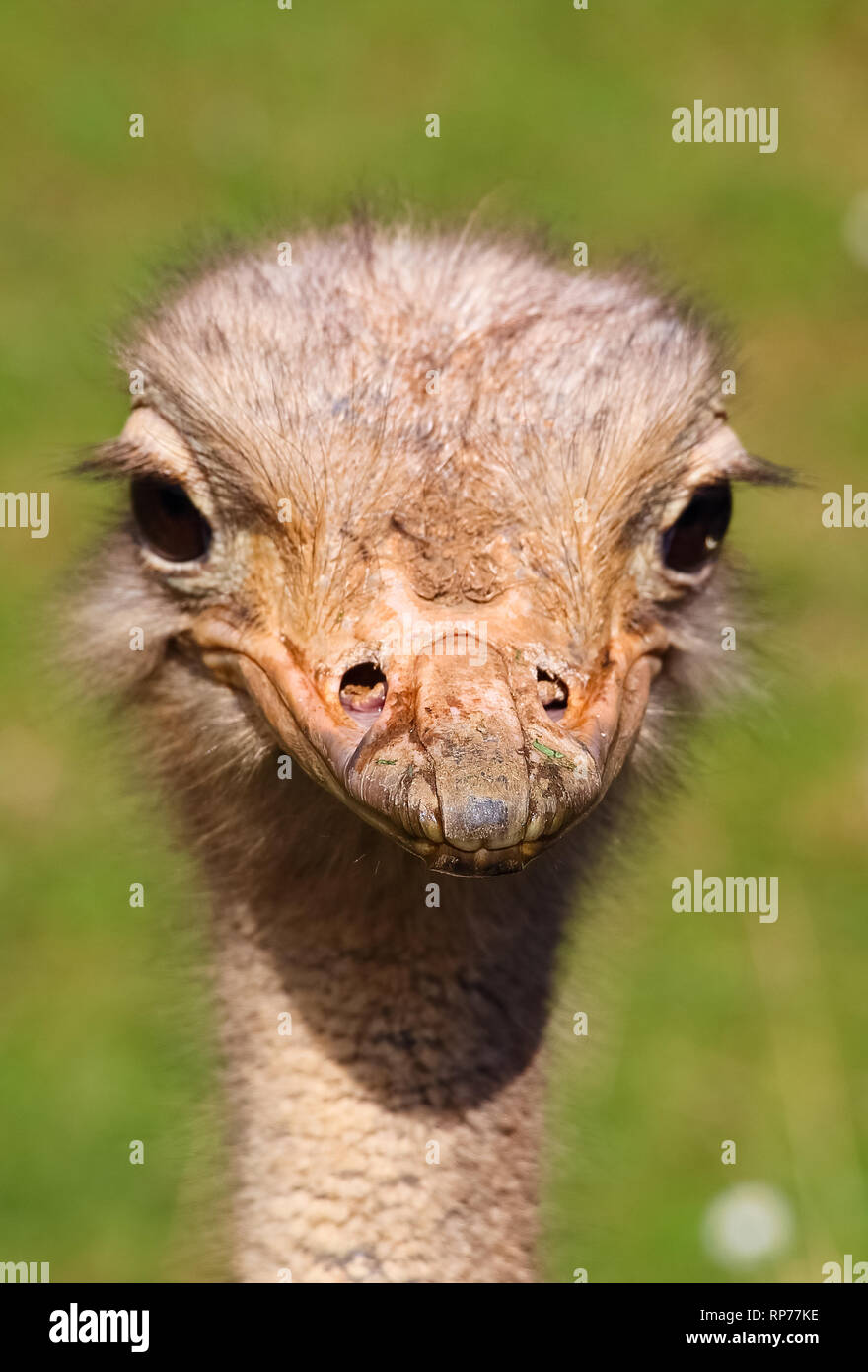 An adult ostrich (Struthio camelus) on a background of green grass. It ...