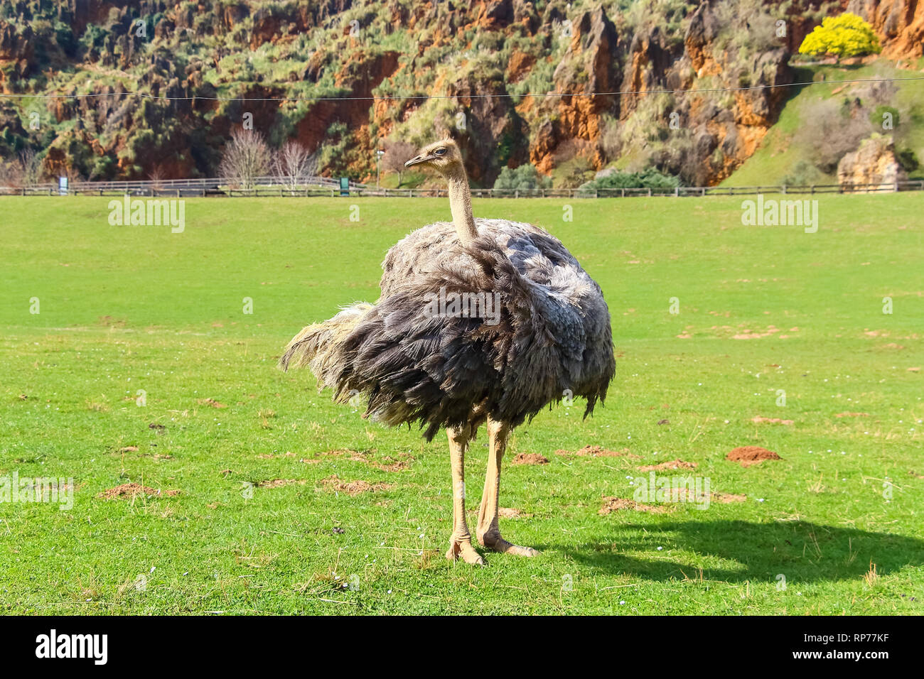 An adult ostrich (Struthio camelus) on a background of green grass. It ...