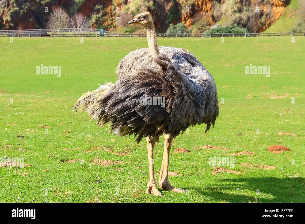 An adult ostrich (Struthio camelus) on a background of green grass. It ...