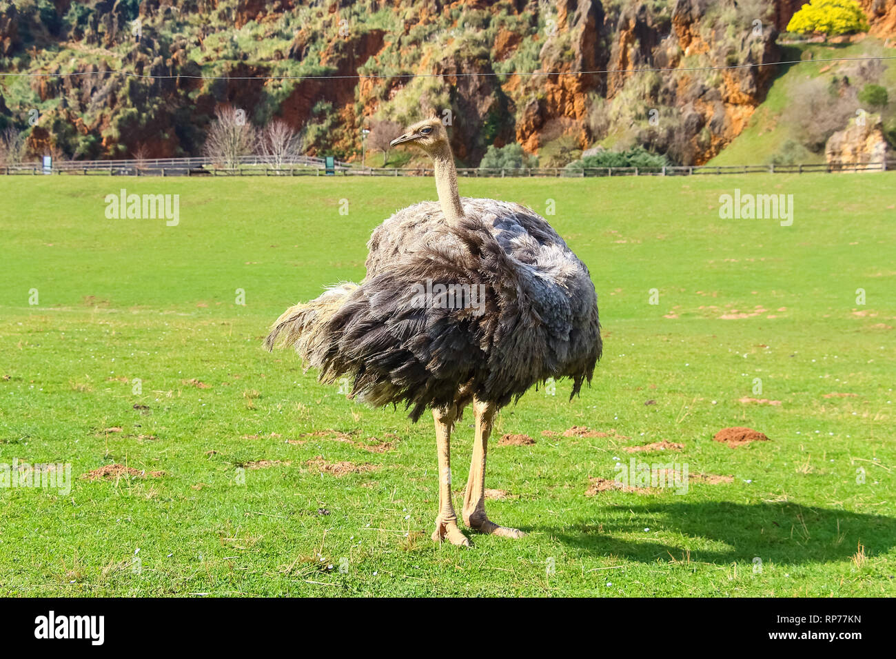 An adult ostrich (Struthio camelus) on a background of green grass. It ...