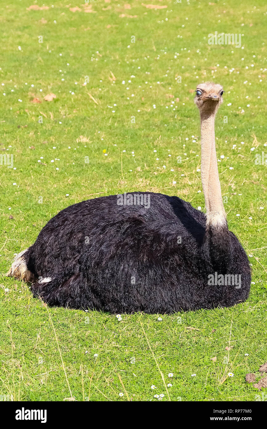 An adult ostrich (Struthio camelus) on a background of green grass. It ...