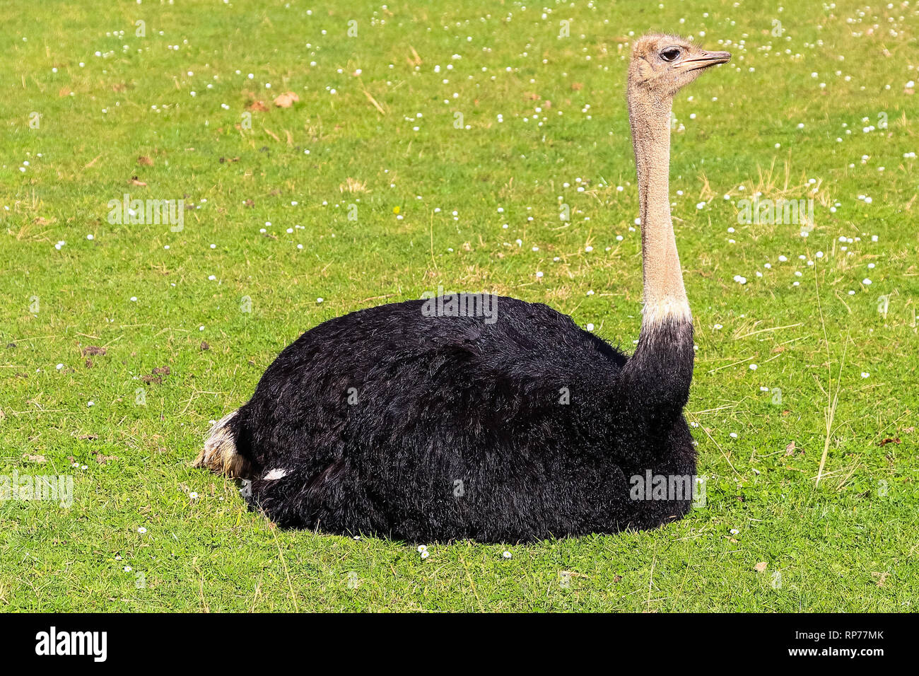 An adult ostrich (Struthio camelus) on a background of green grass. It ...