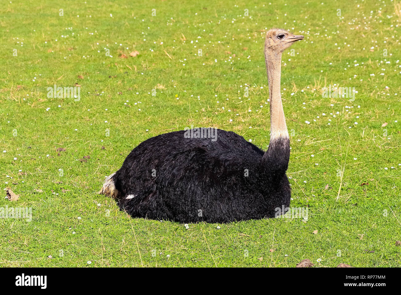 An adult ostrich (Struthio camelus) on a background of green grass. It ...