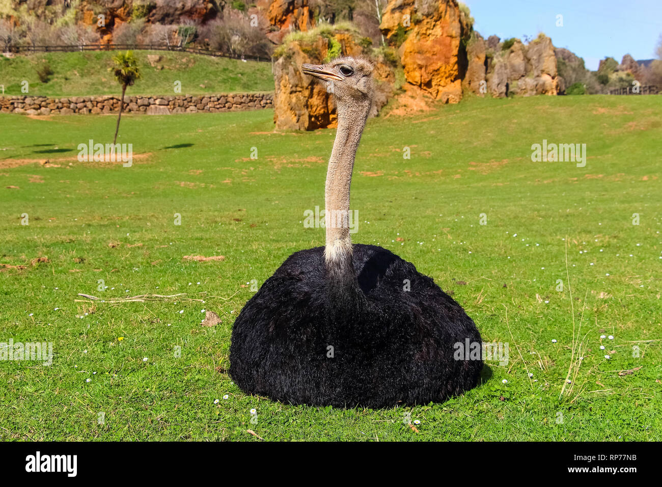 An adult ostrich (Struthio camelus) on a background of green grass. It ...