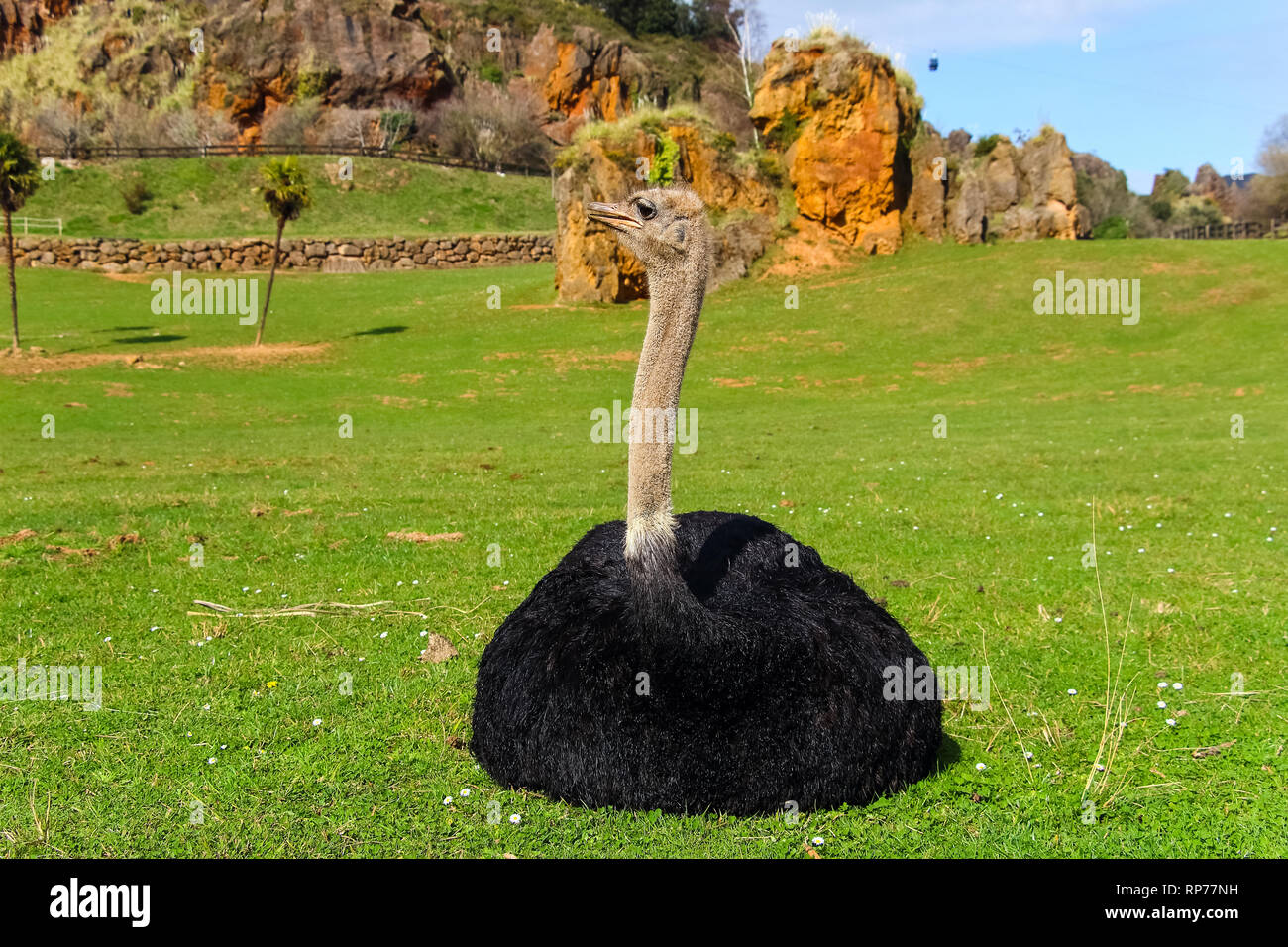 An adult ostrich (Struthio camelus) on a background of green grass. It ...