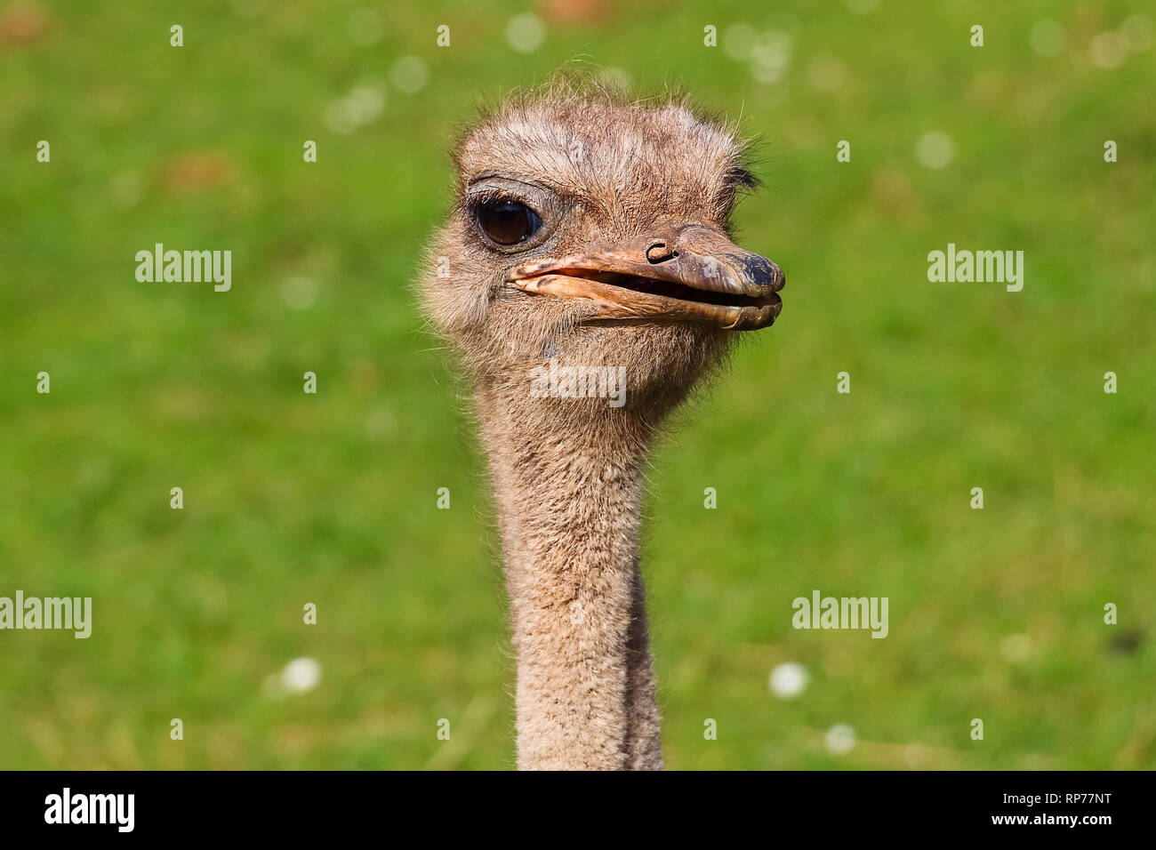 An adult ostrich (Struthio camelus) on a background of green grass. It ...
