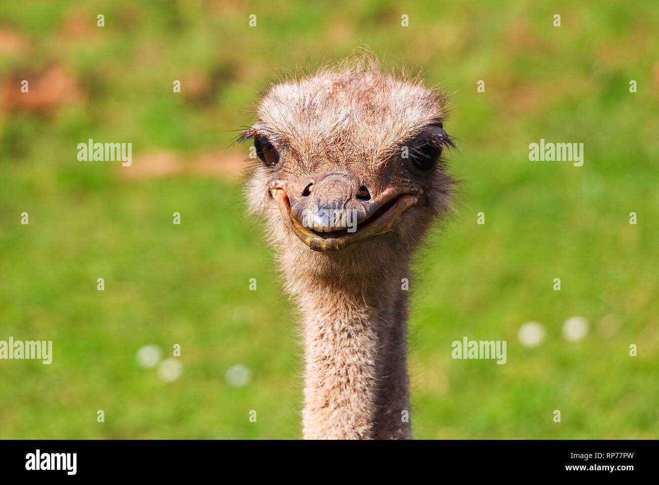 An adult ostrich (Struthio camelus) on a background of green grass. It ...
