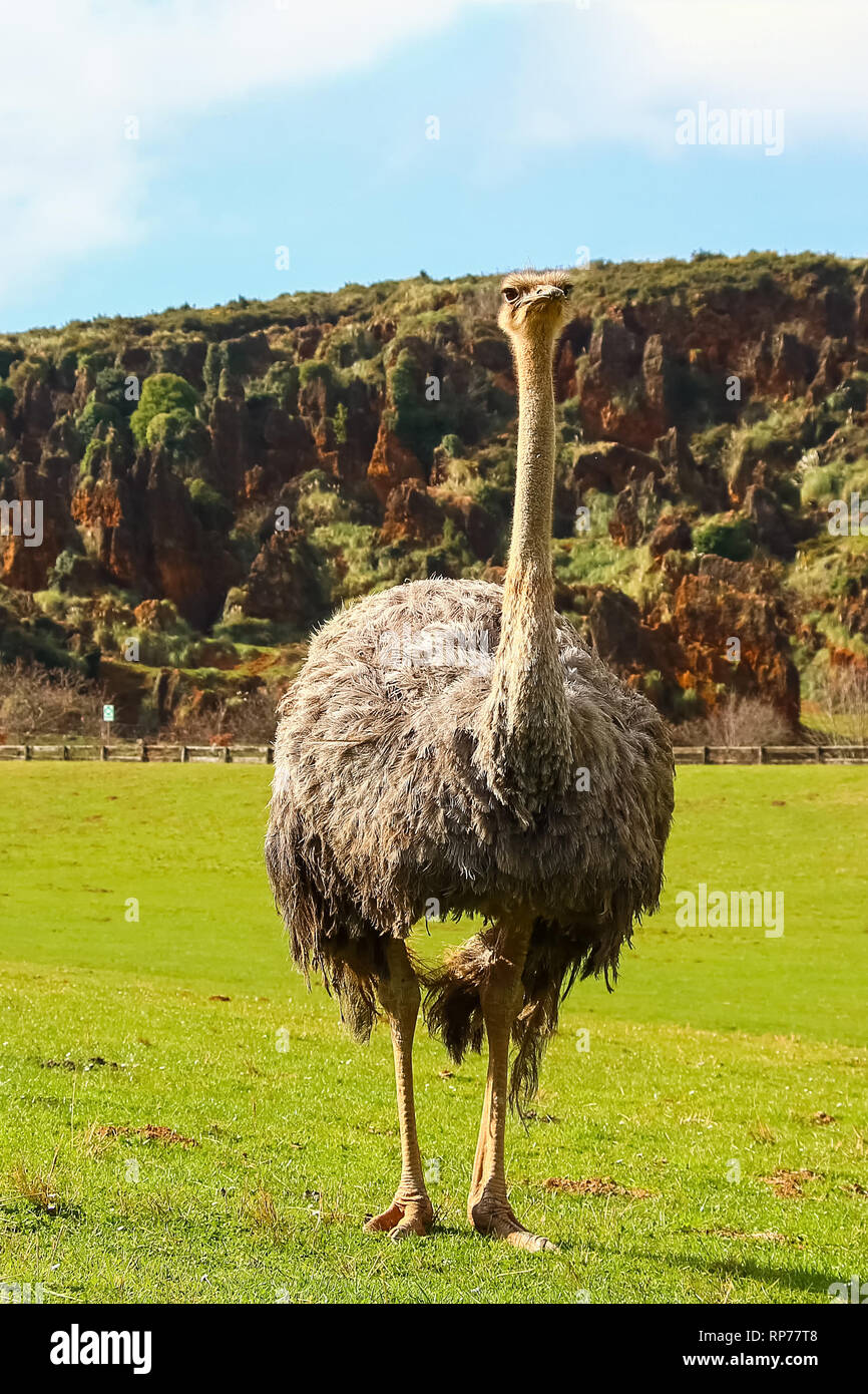 An adult ostrich (Struthio camelus) on a background of green grass. It ...