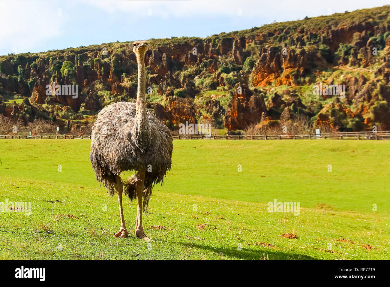 An adult ostrich (Struthio camelus) on a background of green grass. It ...