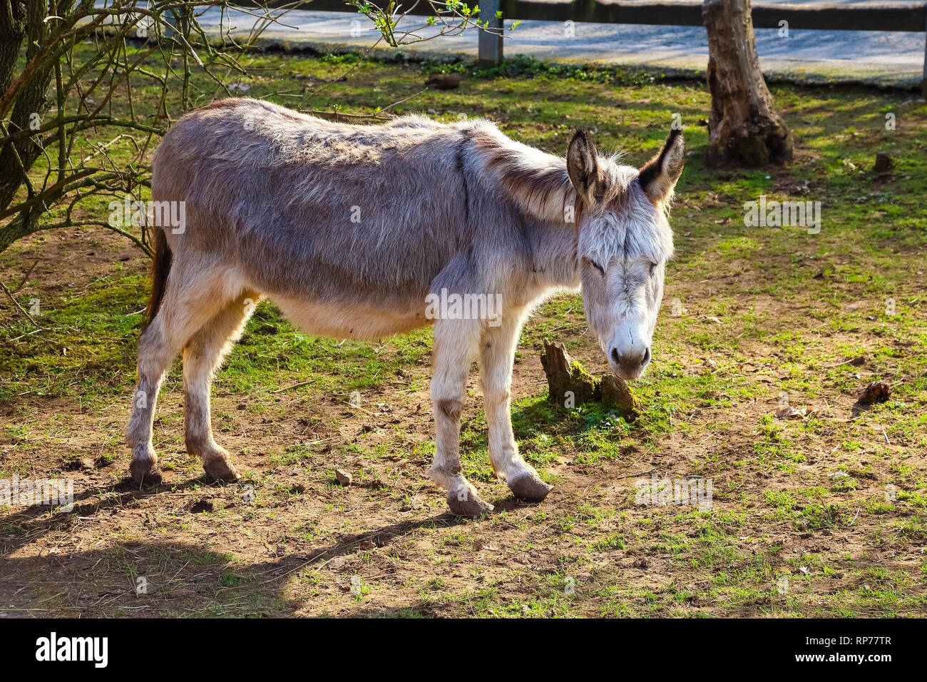 Angry donkey hi-res stock photography and images - Alamy
