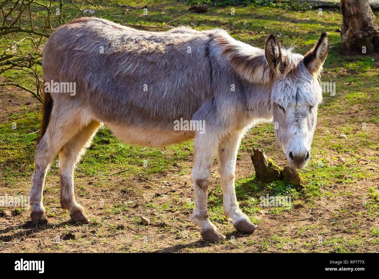 Landscape male female donkey hi-res stock photography and images - Alamy