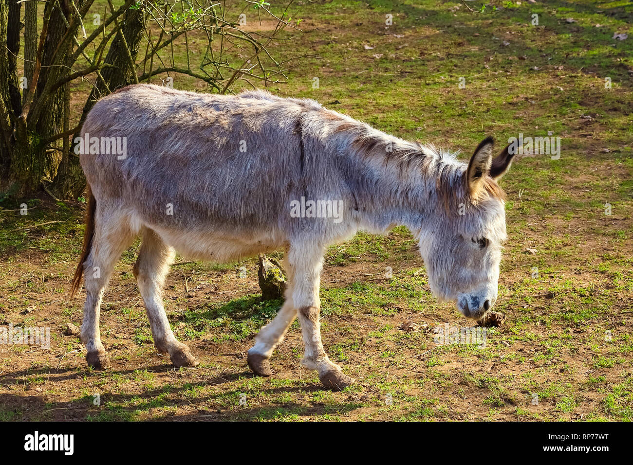Donkey fighting hi-res stock photography and images - Alamy