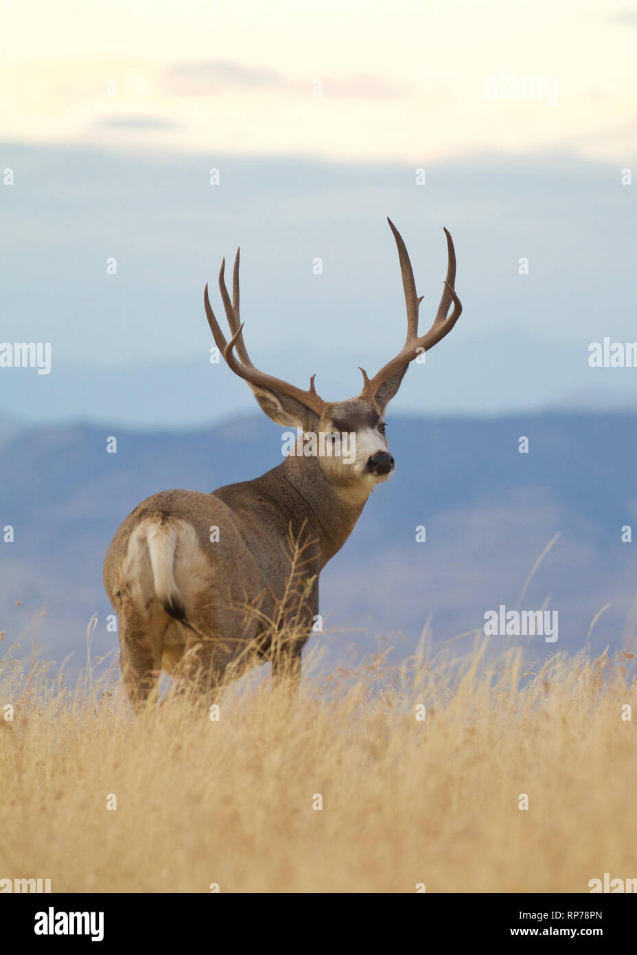 Mule Deer buck in grassland prairie landscape Stock Photo - Alamy