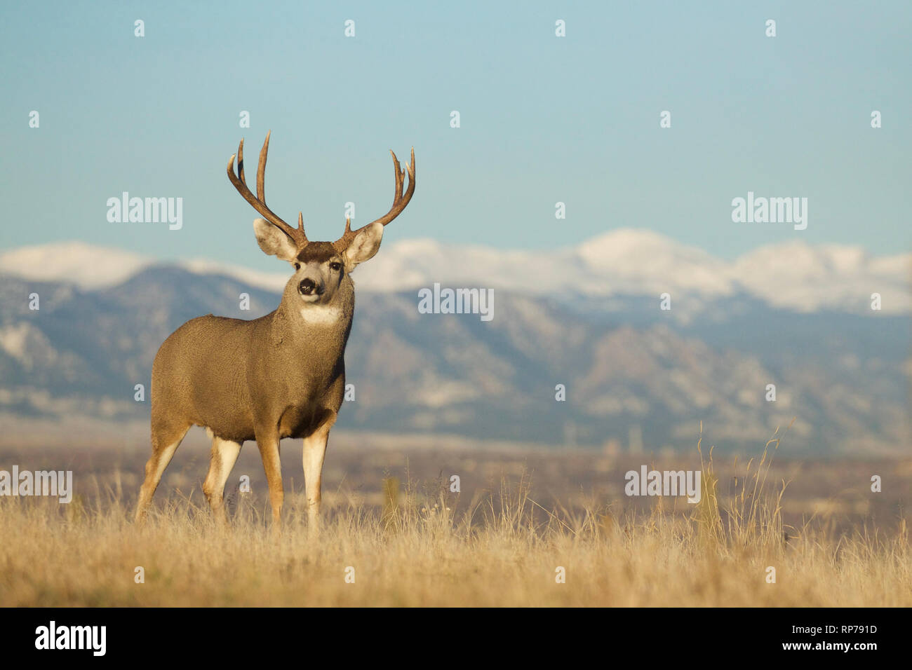 Mule Deer buck in the prairie with the snow-capped Rocky Mountains in ...