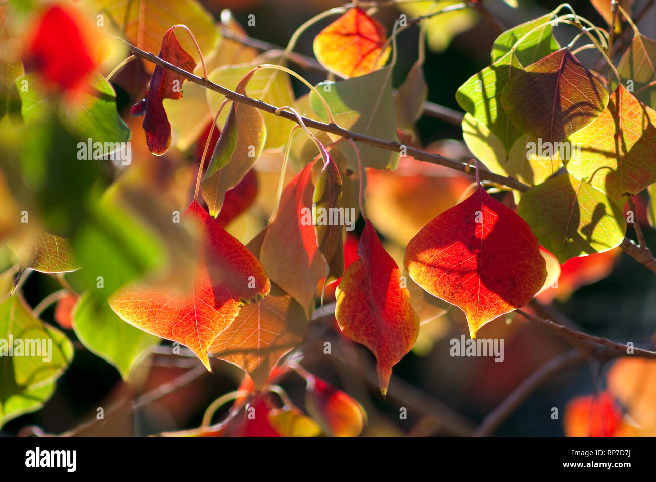 Sunlight streams through the autumn colored leaves of a Chinese Tallow ...