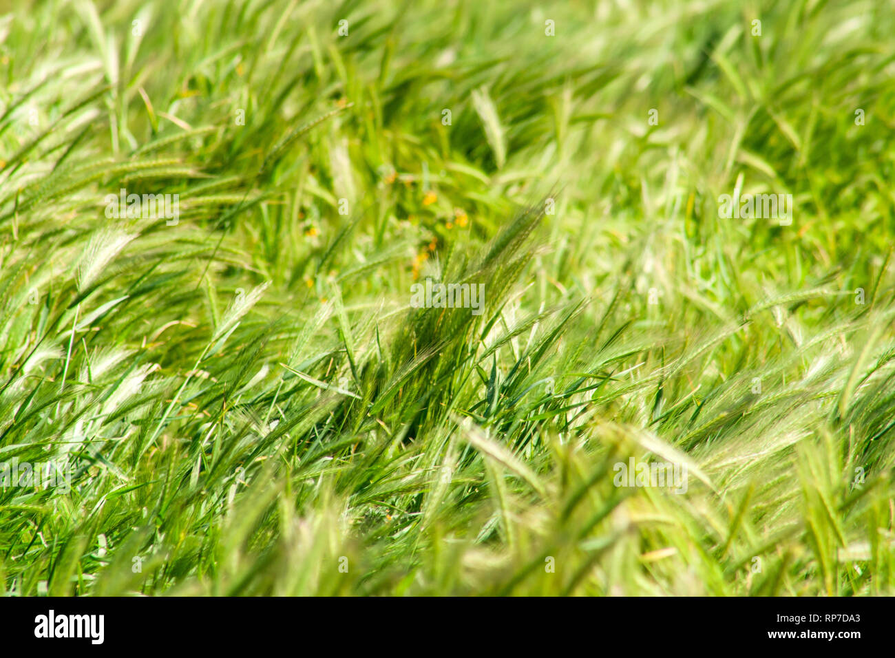 A field of grass waves in a summer breeze Stock Photo - Alamy