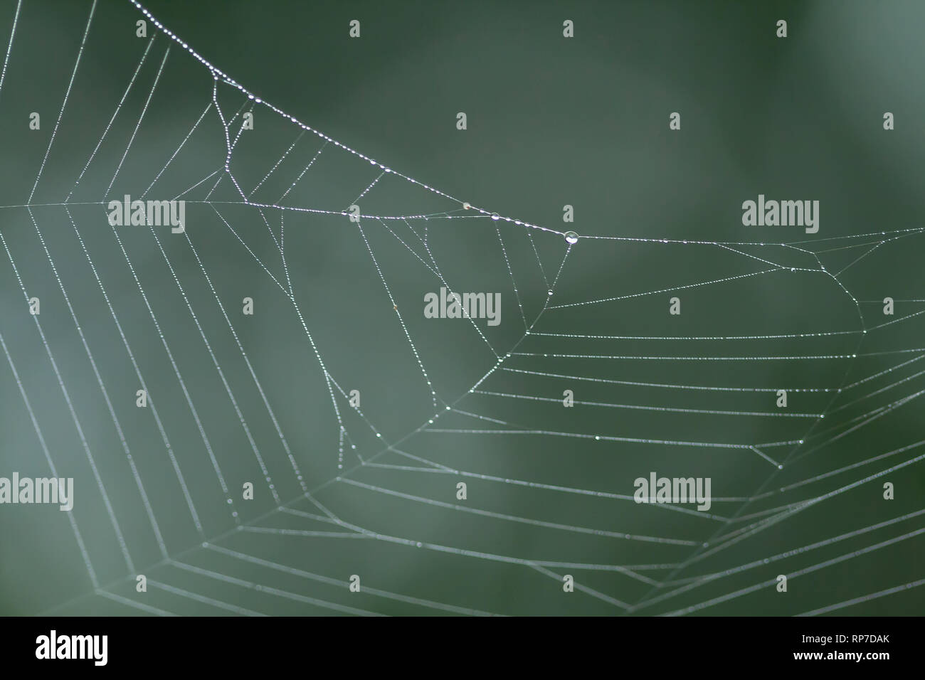 Spider Web Droplets Rain High Resolution Stock Photography and Images ...