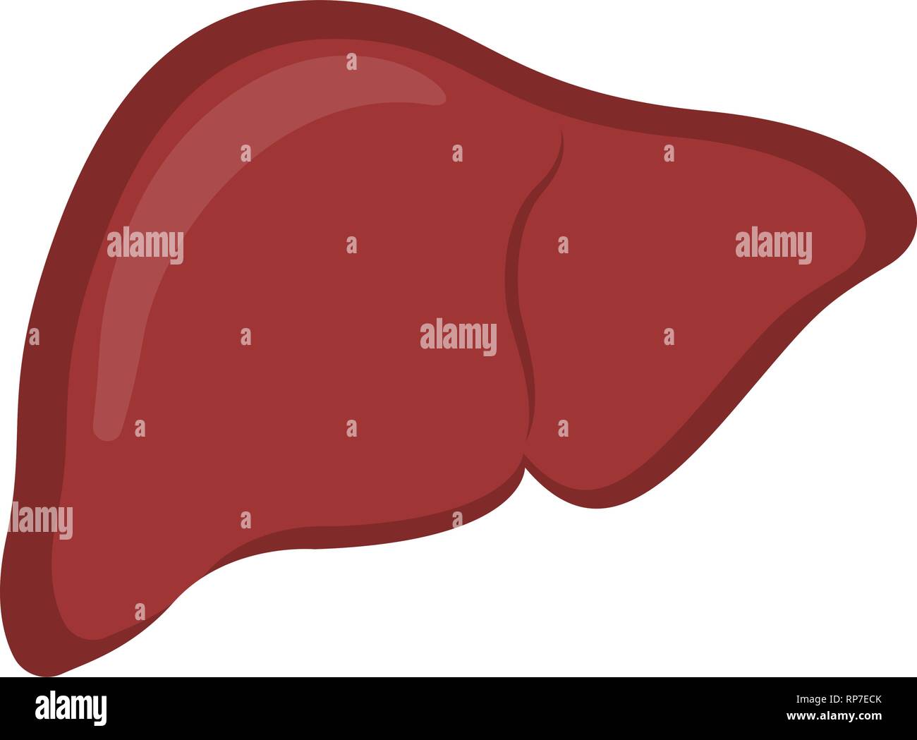 Isolated human liver Stock Vector Image & Art - Alamy