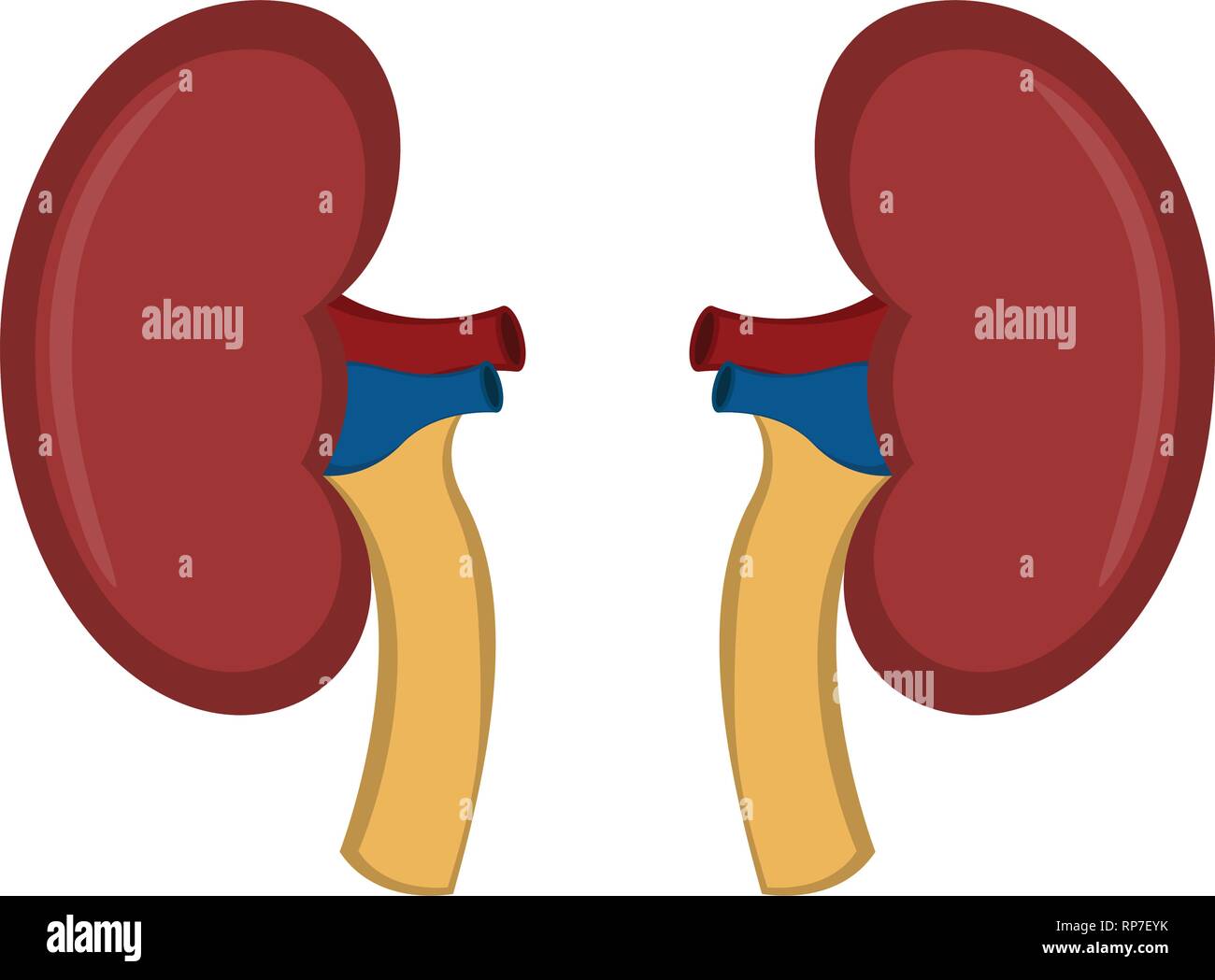 Human urinary system kidneys Stock Vector Images - Alamy