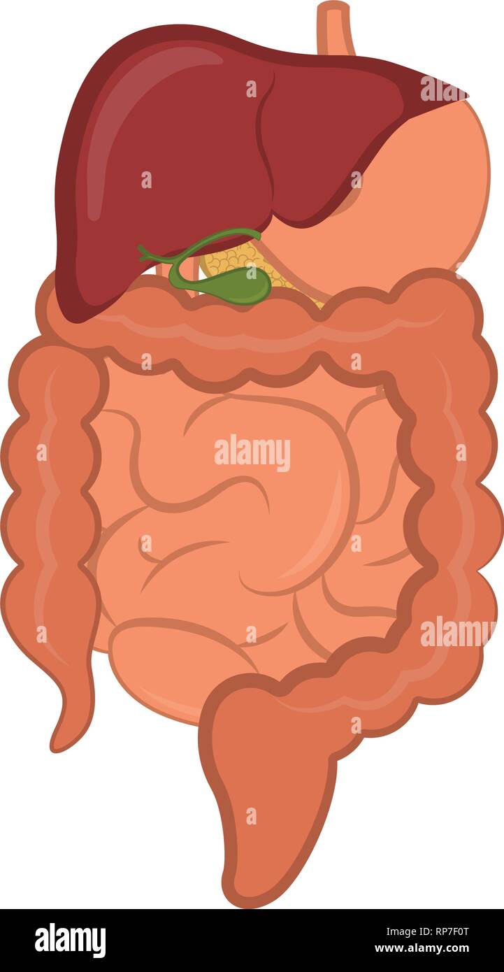 Human digestive system Stock Vector Image & Art - Alamy