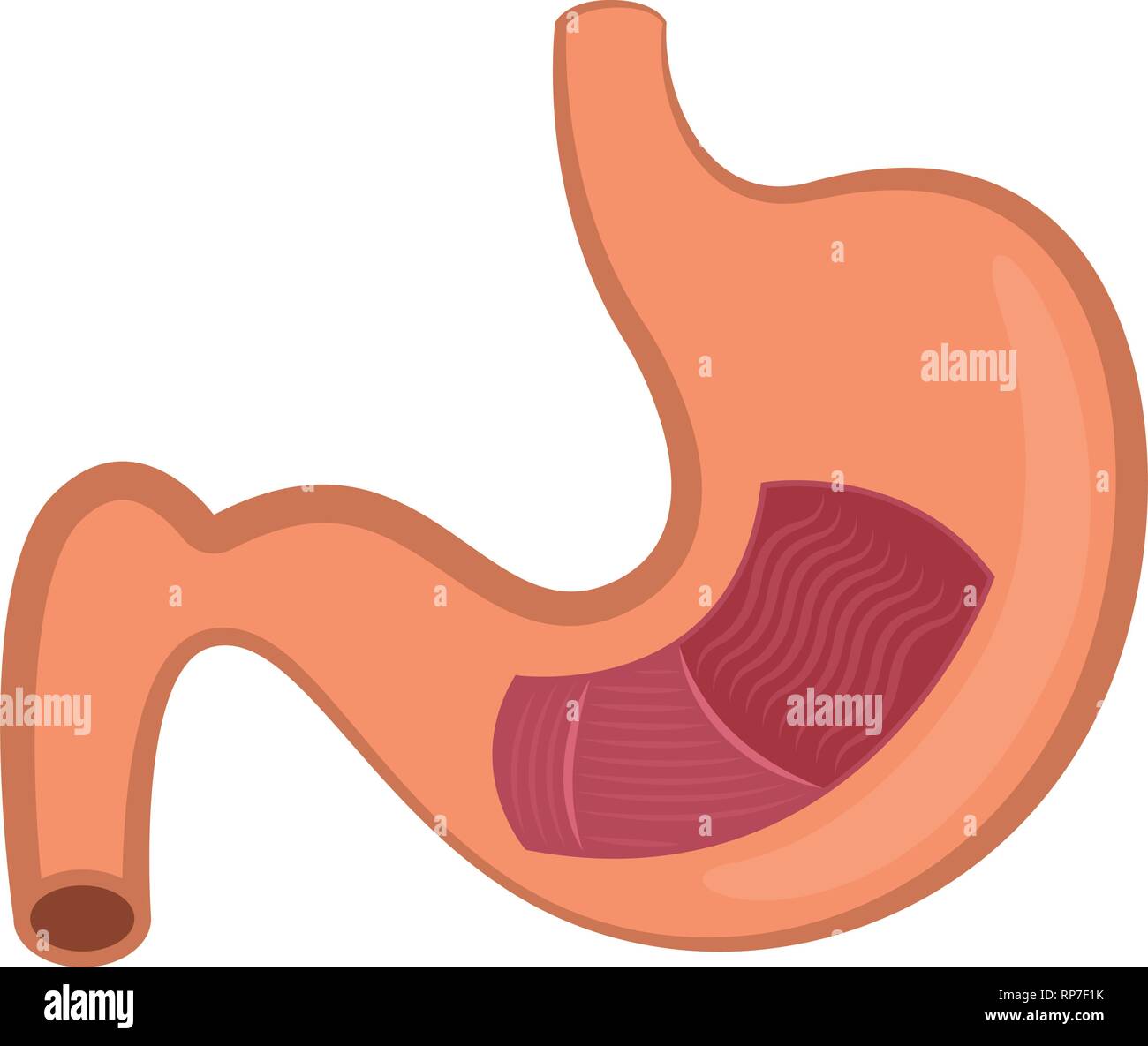 Isolated human cut stomach Stock Vector Image & Art - Alamy