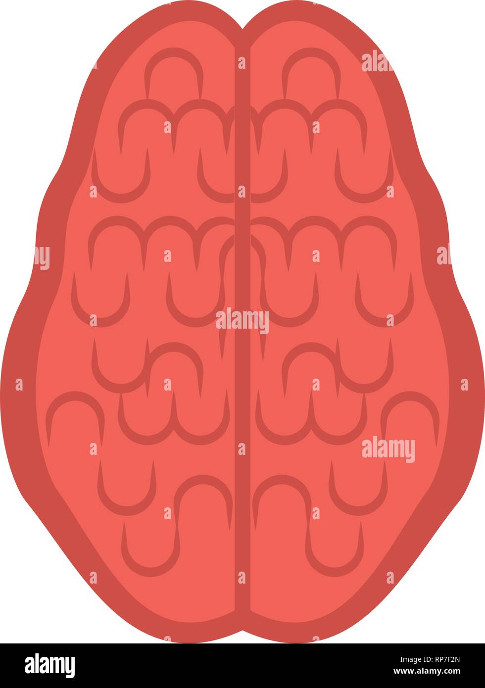 Isolated human cut brain Stock Vector Image & Art - Alamy