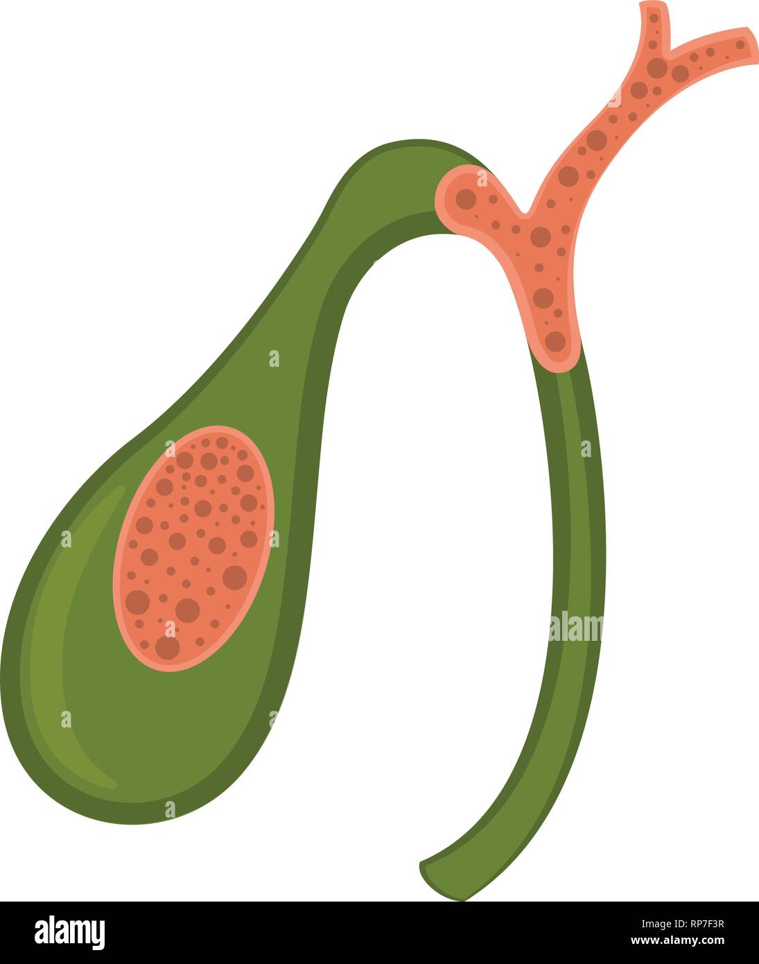 Isolated human cut gallbladder Stock Vector Image & Art - Alamy