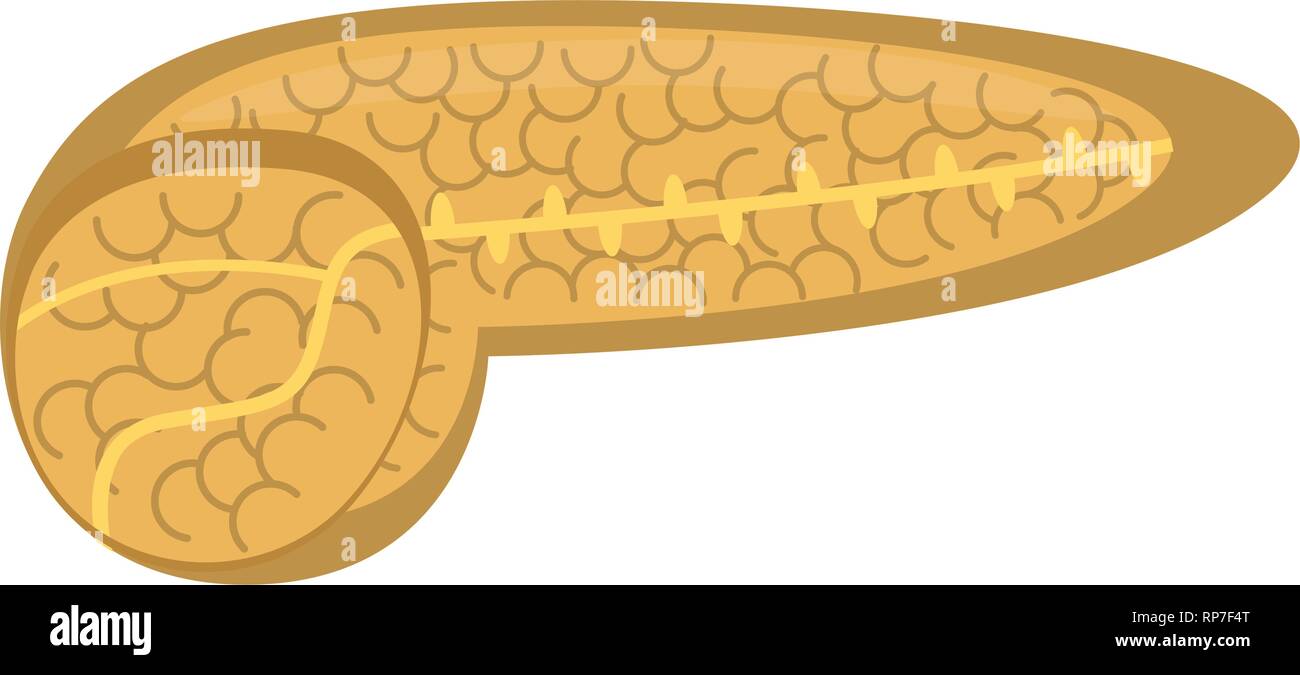 Pancreas Stock Vector Images - Alamy