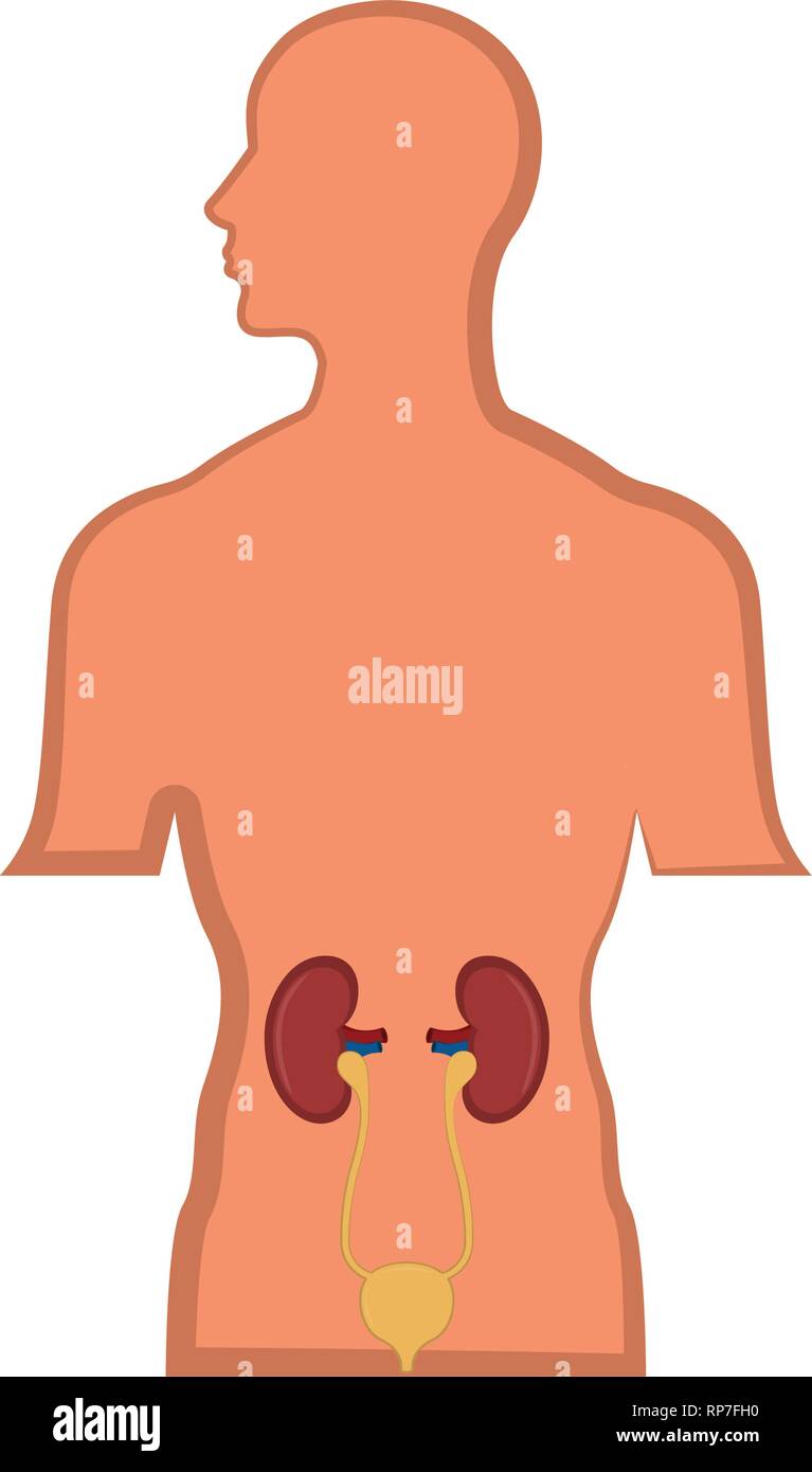 Isolated human urinary system in a man body Stock Vector Image & Art ...