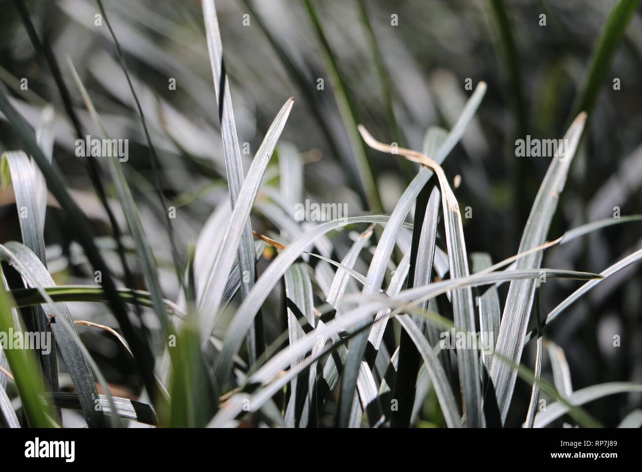 Mexico forest conservation hi-res stock photography and images - Alamy