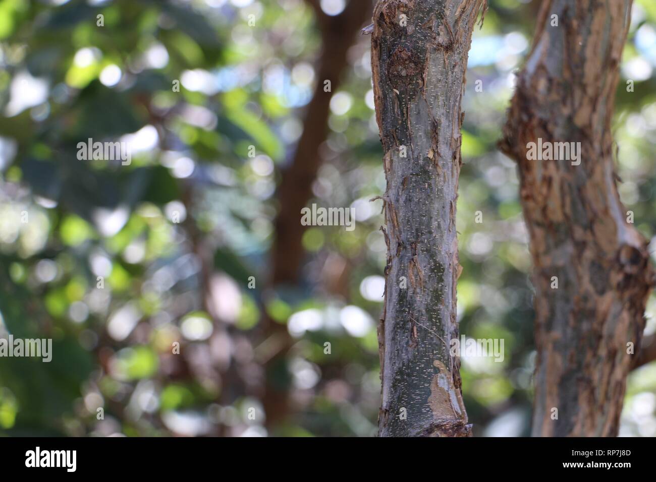 Mexico forest conservation hi-res stock photography and images - Alamy