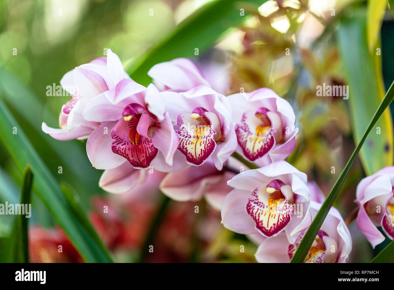 ORCHIDS OF MANY COLORS FLOWERS Stock Photo - Alamy