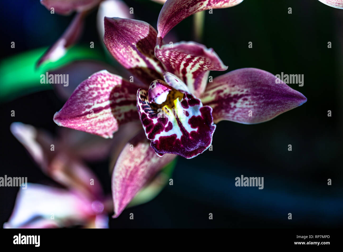 ORCHIDS OF MANY COLORS FLOWERS Stock Photo - Alamy