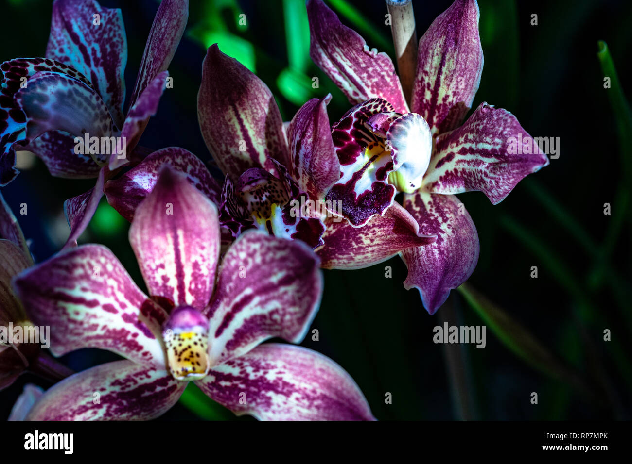 ORCHIDS OF MANY COLORS FLOWERS Stock Photo - Alamy