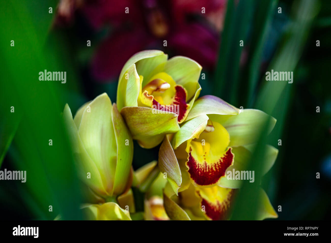 Cymbidium orchid flowers branch hi-res stock photography and images - Alamy