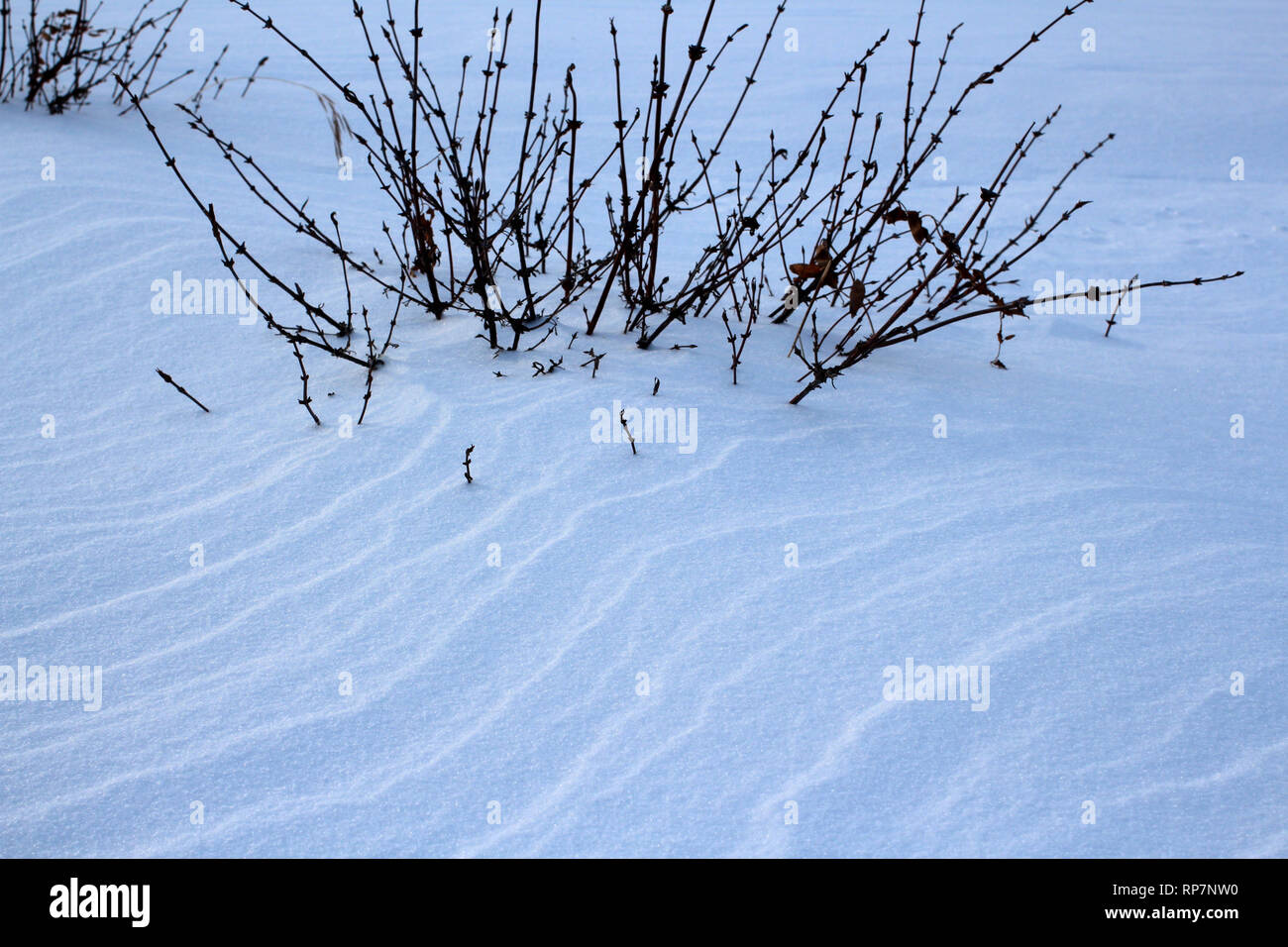 snow cover in winter covered with snow Bush in the snow Stock Photo - Alamy