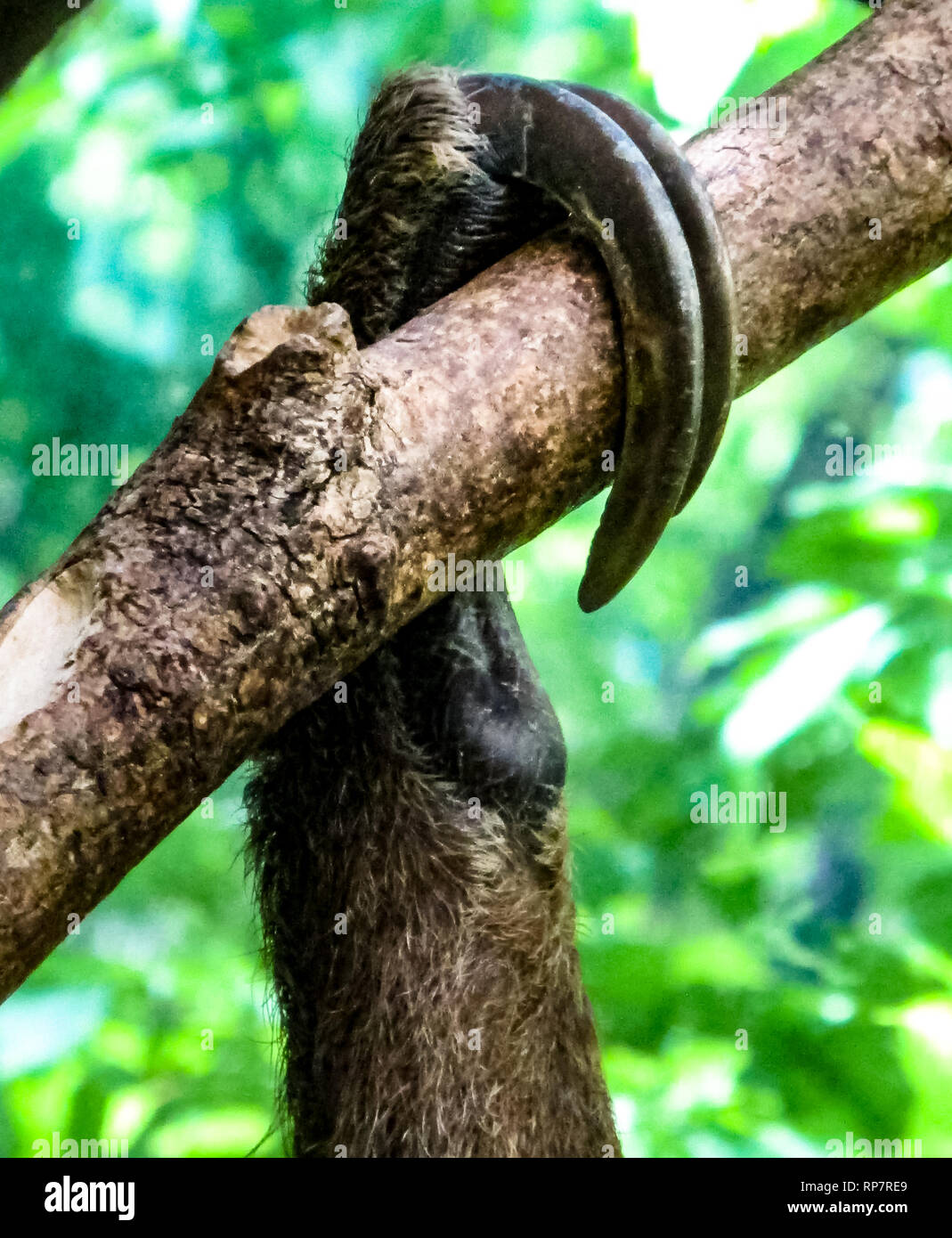 Sloth Foot High Resolution Stock Photography and Images - Alamy
