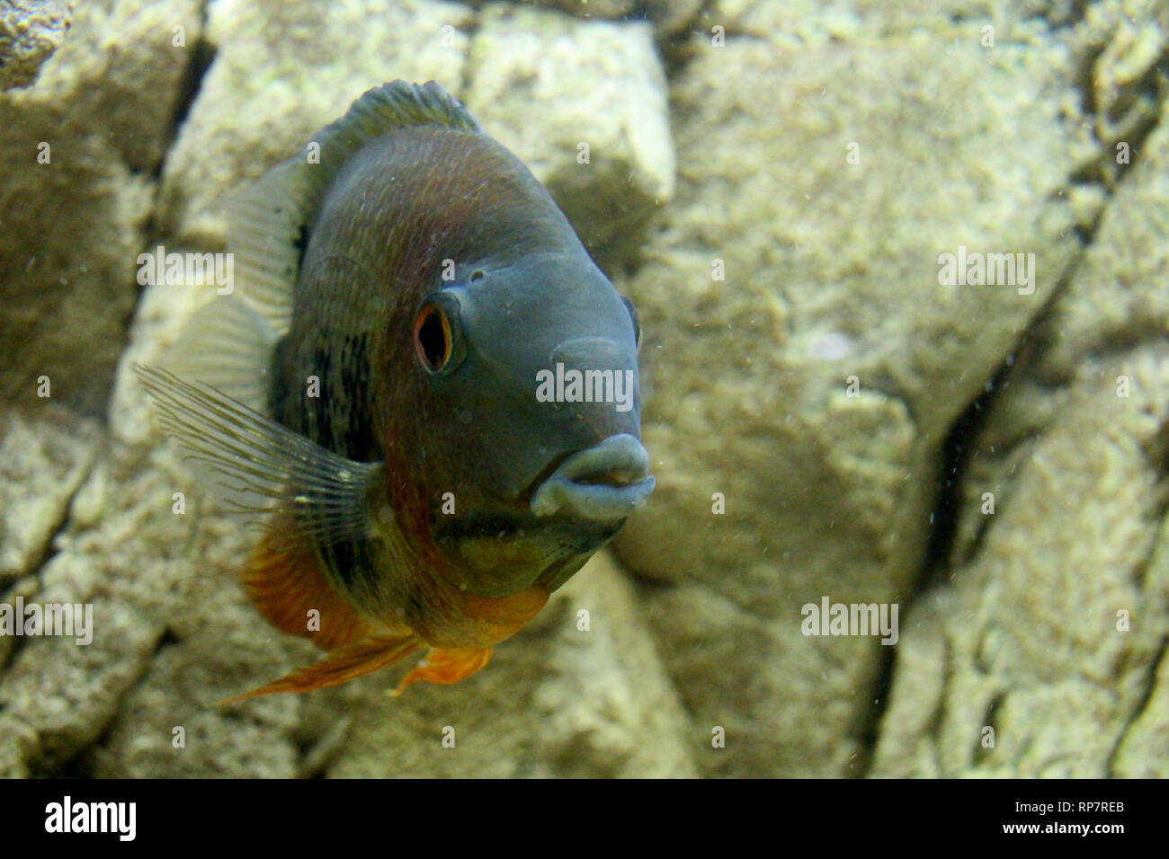 beautiful big sea fish in the aquarium Stock Photo - Alamy