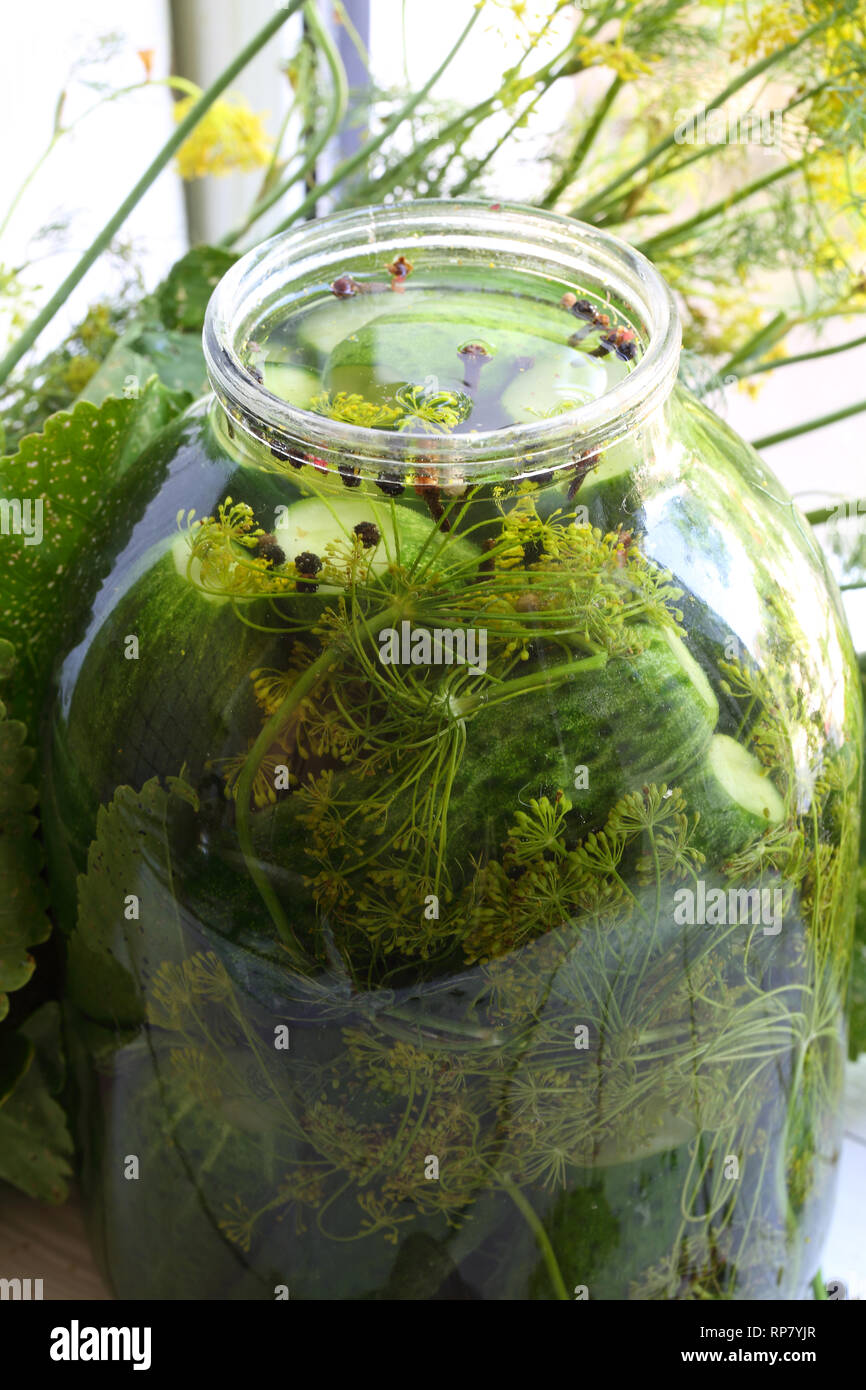 Pickled cucumbers in glass jar. Summer dish Stock Photo - Alamy