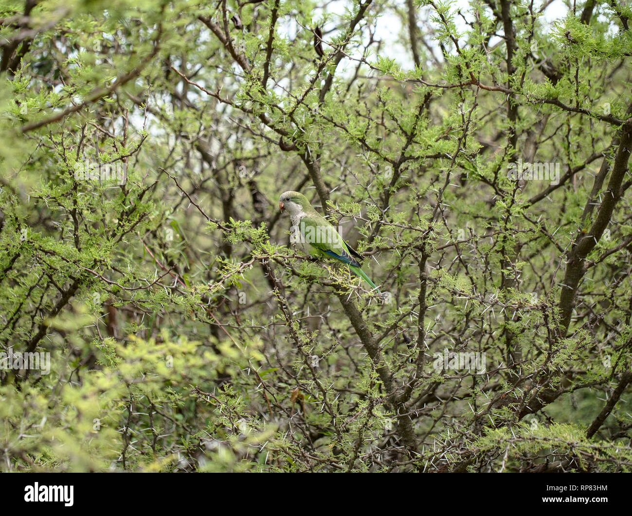 Espinillo tree hi-res stock photography and images - Alamy
