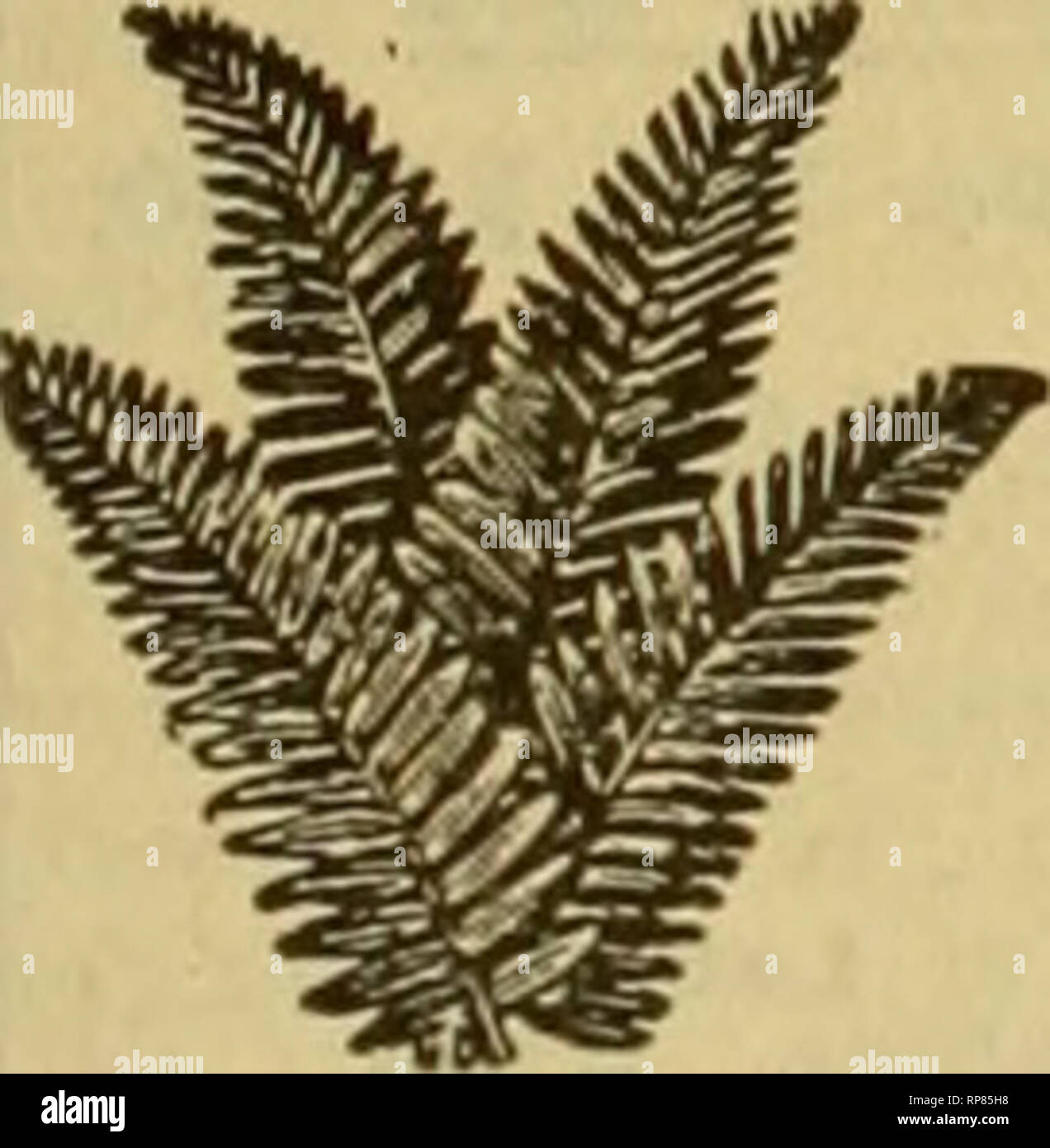 . The American florist : a weekly journal for the trade. Floriculture ...