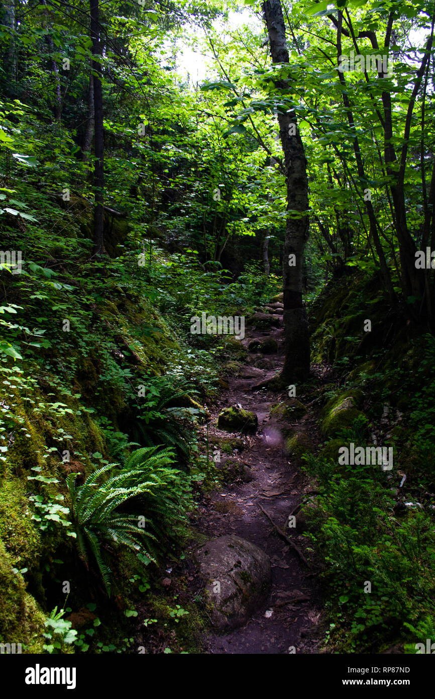 Pathway in a forest in Ontario, Canada Stock Photo - Alamy