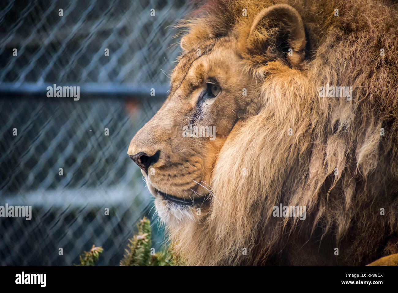A muscular, deep-chested lion in Jacksonville, Florida Stock Photo - Alamy