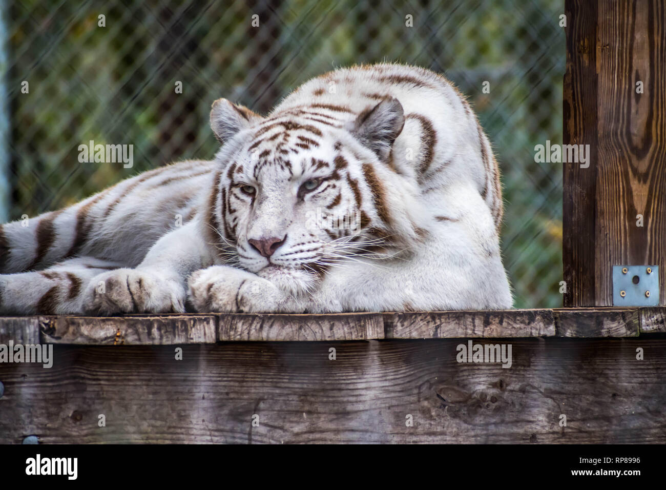 A black stripes White Tiger in Jacksonville, Florida Stock Photo - Alamy