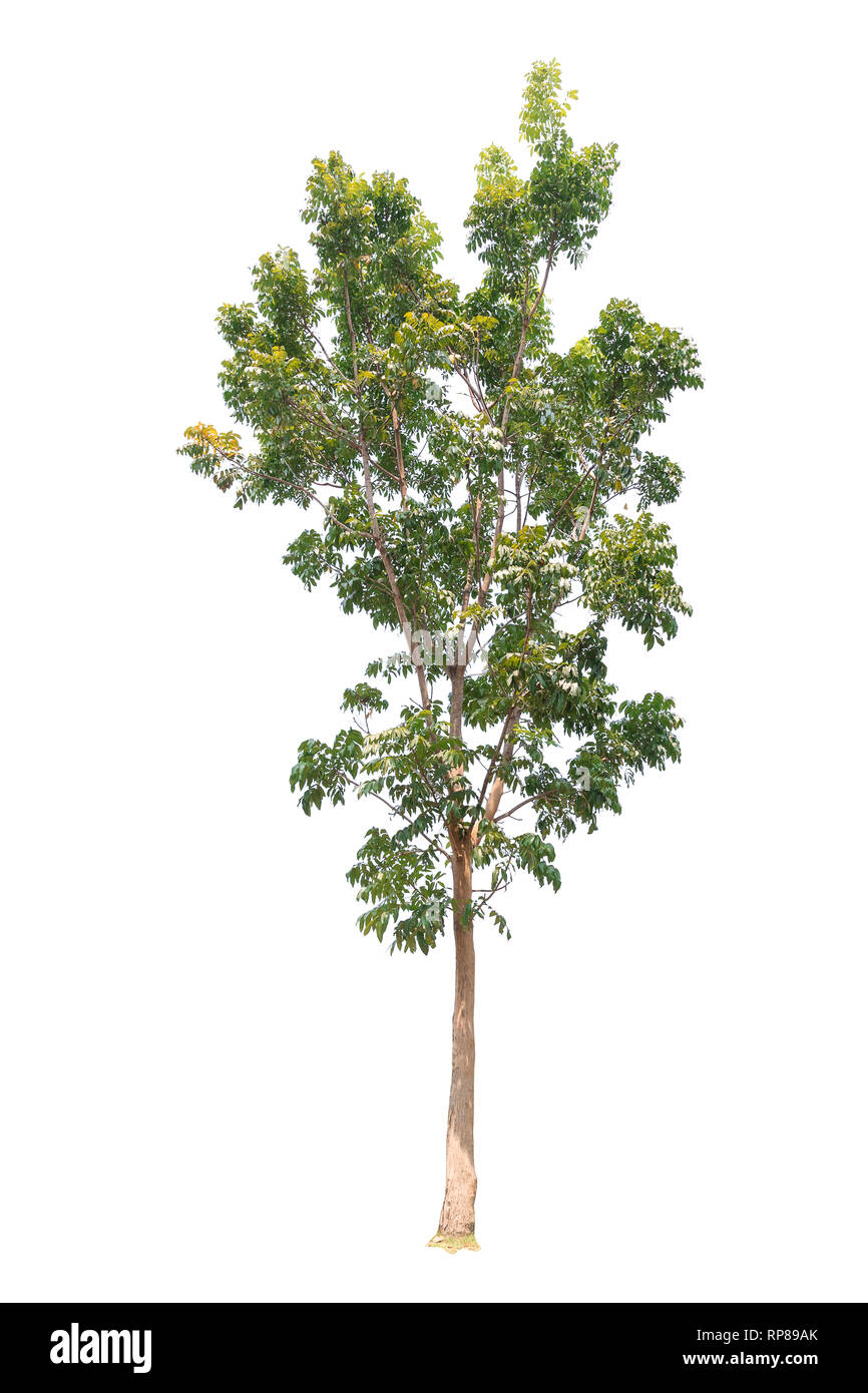 Closeup Big Mahogany Tree isolated on white background Stock Photo - Alamy