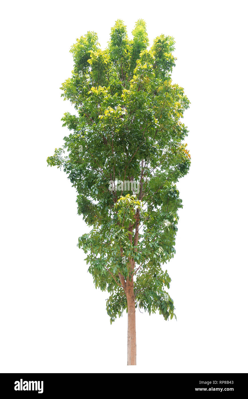 Closeup Big Mahogany Tree isolated on white background Stock Photo - Alamy