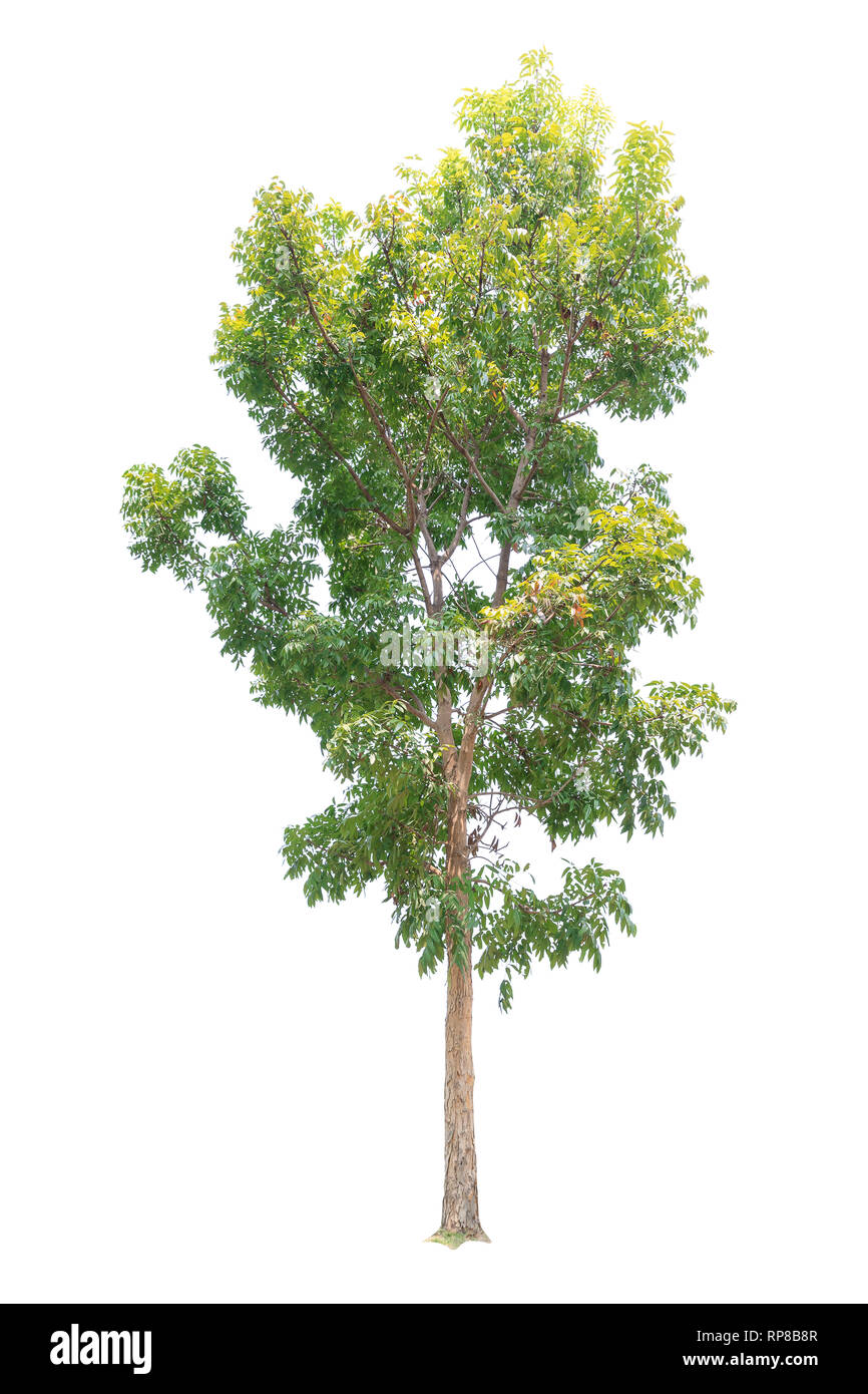 Closeup Big Mahogany Tree isolated on white background Stock Photo - Alamy